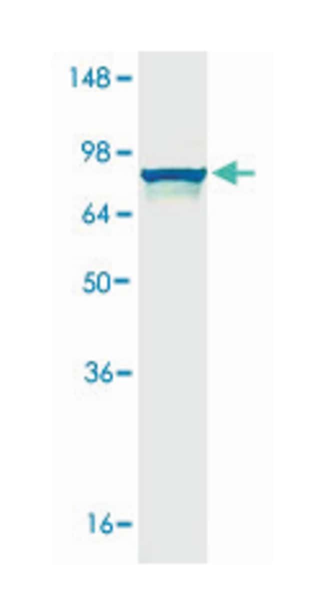 HSP90B1, Rat, Clone: 9G10, Abnova 100μg; Unlabeled:Antibodies ...