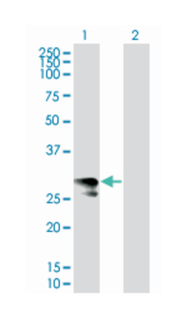 ANTI-CLEC4A MAXPAB 50UL