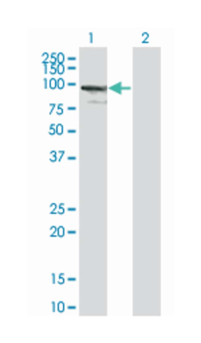 ZNF274, Mouse, Clone: 4C12, Abnova 200μL; Unlabeled:Antibodies ...