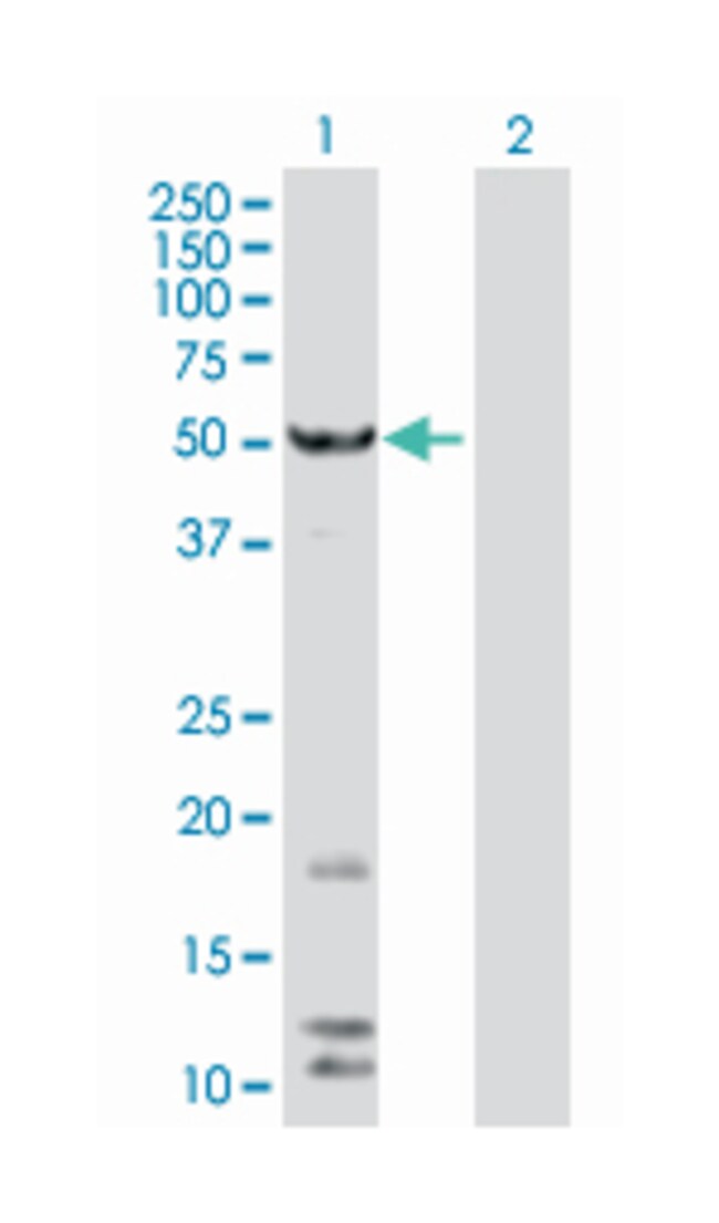 ANTI-UBXD8 MAXPAB 50UL