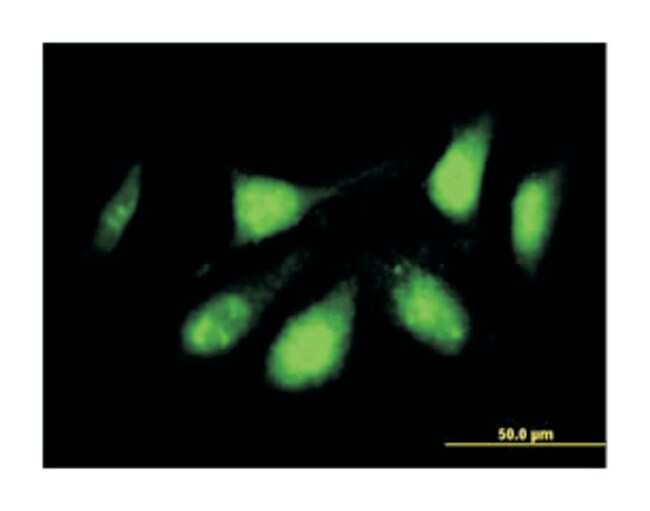 ANTI-RERG MAXPAB 50UL