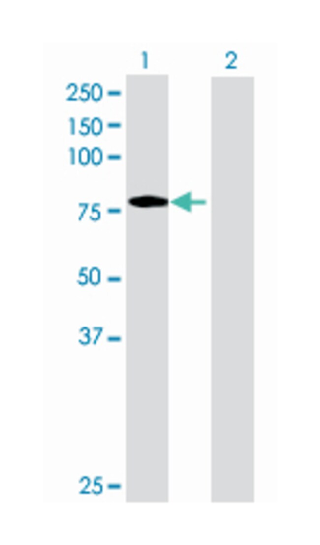 ANTI-LGP2 MAXPAB 50UL