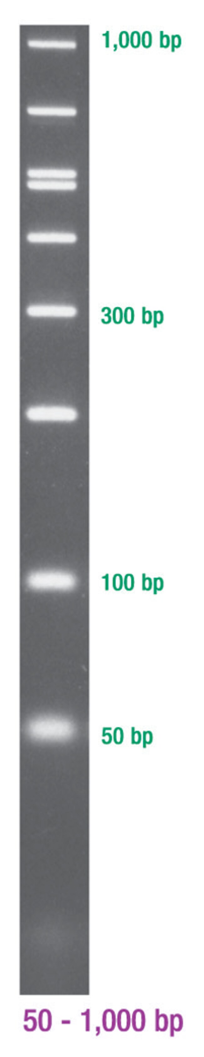 Lonza DNA Markers Dna Markers; 250μL; 50-1000bp:Gel Electrophoresis ...