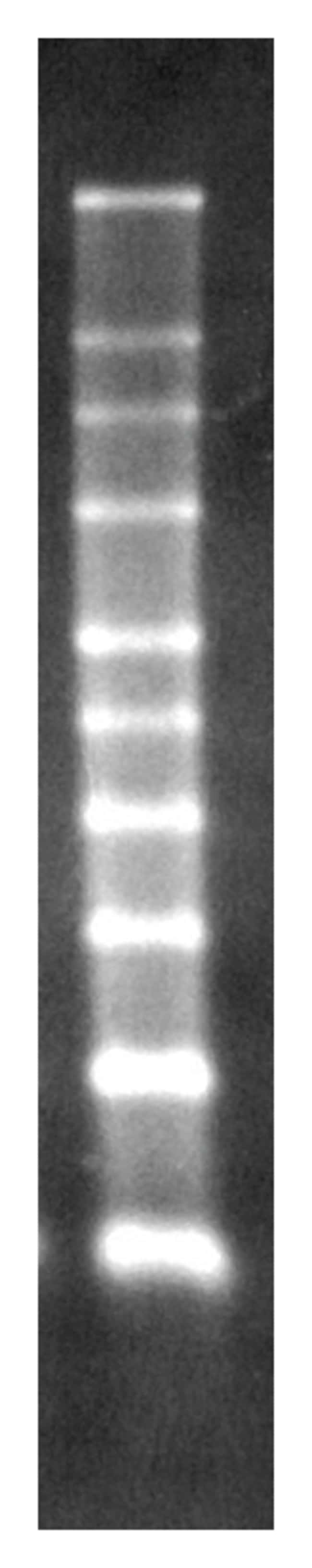 Lonza™ RNA Markers Rna Marker; Base Pair Range: 0.5 to 9kb; Size ...