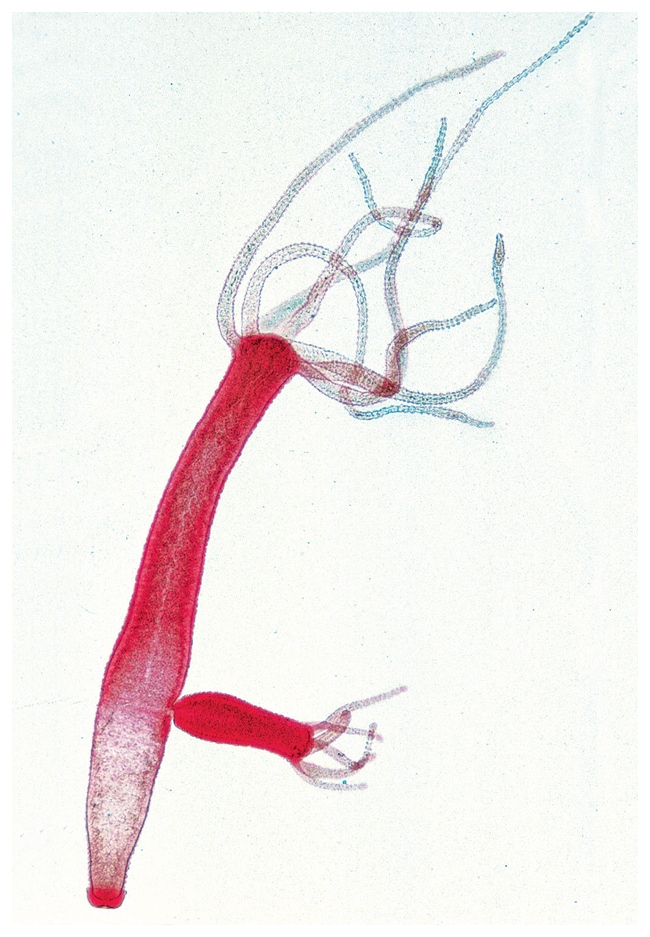 Fisher Science Education Life in a Drop of Water Basic Slide Set Life ...