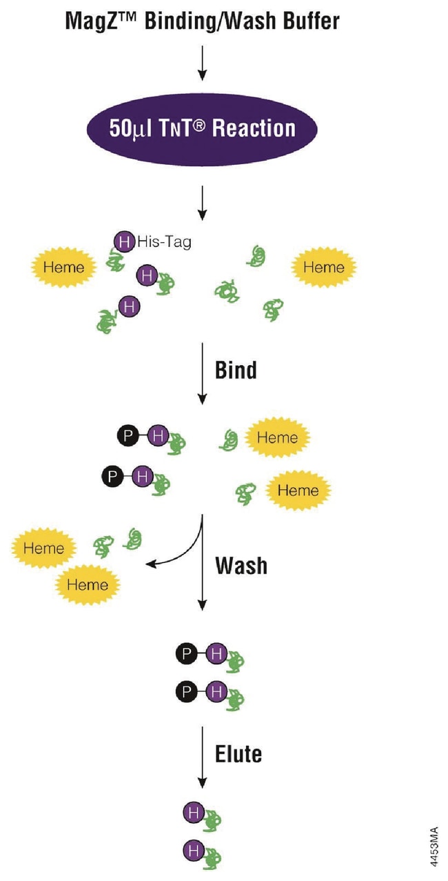 Promega MagZ Protein Purification System 30 preps:Protein Analysis ...