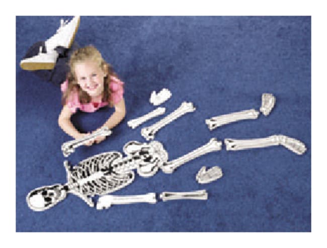 Skeleton On The Floor | Viewfloor.co