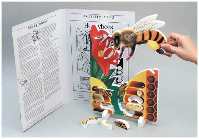 Book Plus Insect Models:Education Supplies:Biology and Biotechnology ...