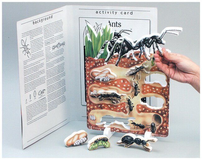 Book Plus Insect Models:Education Supplies:Biology and Biotechnology ...