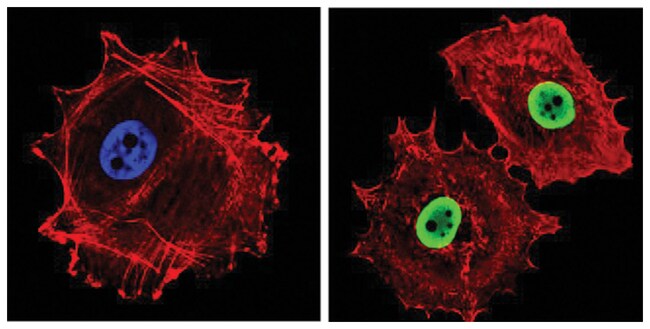 Ku70/Ku80 Monoclonal Antibody (162), Invitrogen 500μL; Unlabeled ...