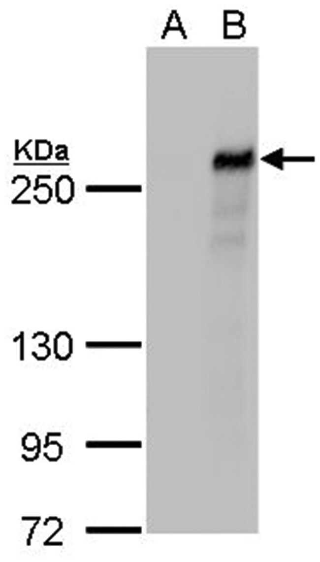 TET2, clone: P411, Invitrogen 100µL; Unconjugated