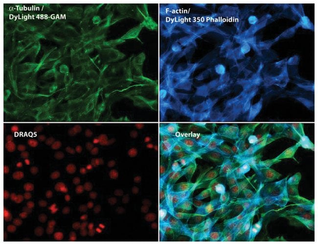 Phalloidin Control, DyLight 350, Invitrogen 300units; DyLight 350 ...
