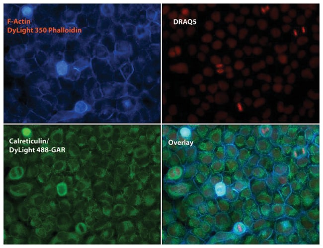 Phalloidin Control, DyLight 350, Invitrogen 300units; DyLight 350 ...
