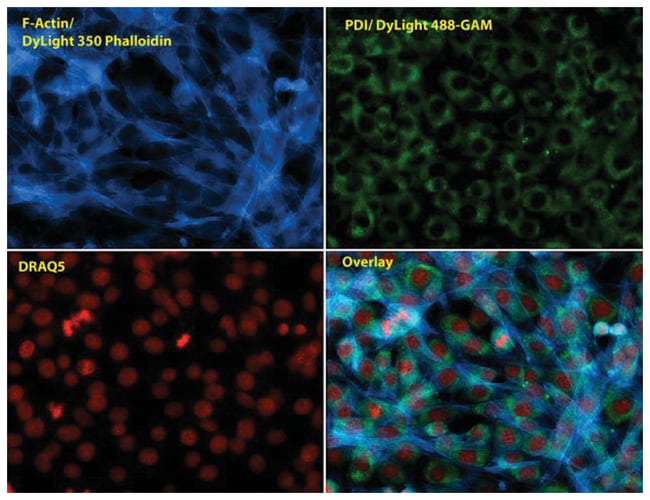 Phalloidin Control, DyLight 350, Invitrogen™ 300units; DyLight 350 ...