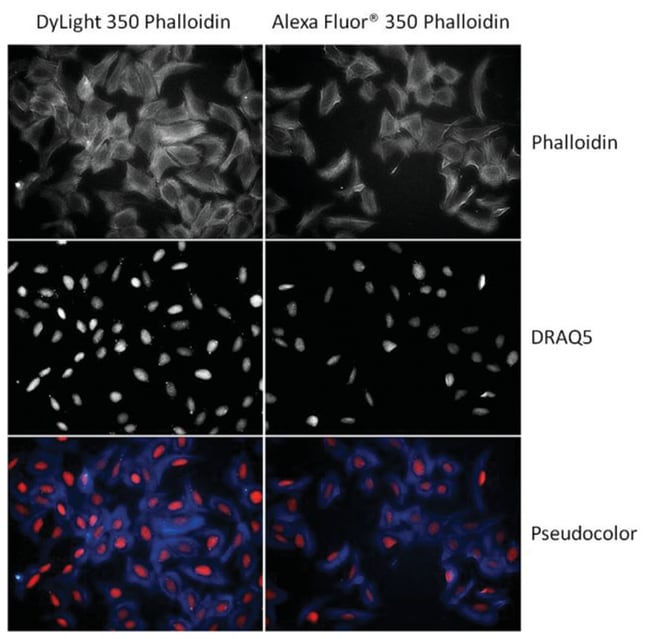 Phalloidin Control, DyLight 350, Invitrogen 300units; DyLight 350 ...