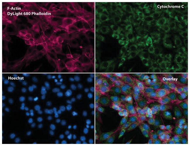 Phalloidin Control, DyLight 680, Invitrogen 300units; DyLight 680 ...