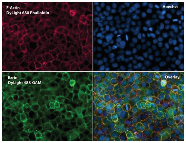Phalloidin Control, DyLight 680, Invitrogen 300units; DyLight 680 ...