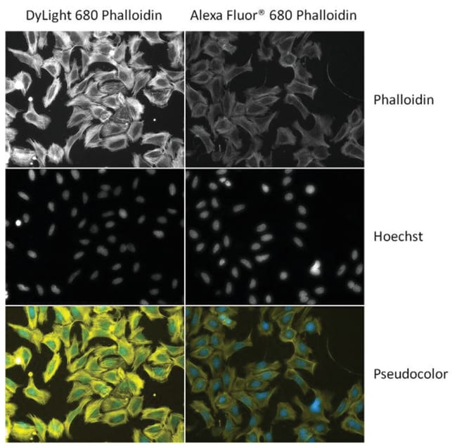 Phalloidin Control, DyLight 680, Invitrogen 300units; DyLight 680 ...