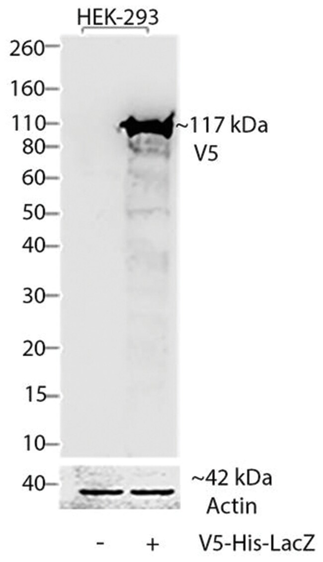 anti-V5 Epitope Tag AP Monoclonal, Invitrogen 125μL; AP:Antibodies ...