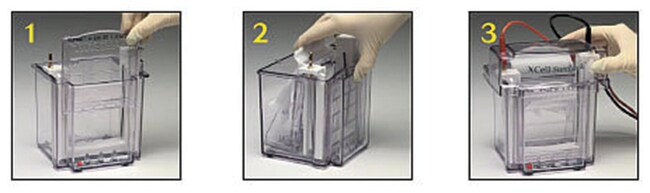 Invitrogen Novex XCell SureLock Mini-Cell 1 unit:Electrophoresis, Western | Fisher Scientific