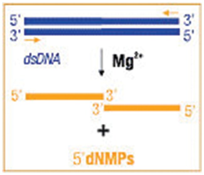 Thermo Scientific™ Exonucléase III (Exo III) 200U/μL, 4000U Enzymes de ...