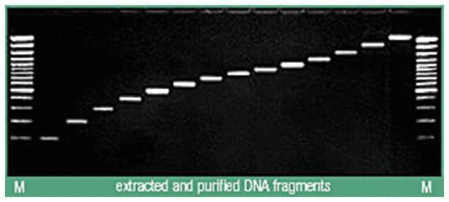 Thermo Scientific™ Silica Bead DNA Gel Extraction Kit for 100 preps ...