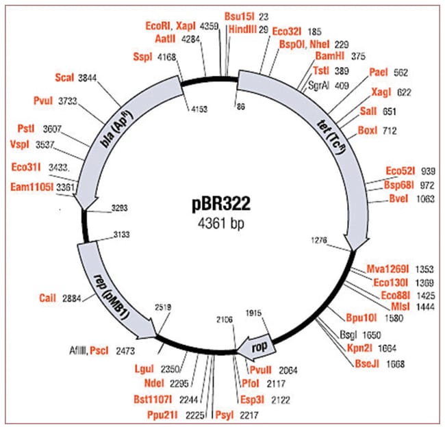 Thermo Scientific pBR322 DNA 100µg:Life Sciences | Fisher Scientific