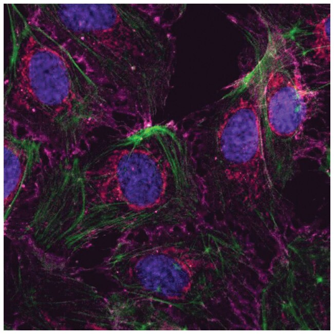 F(ab')2-Goat anti-Mouse IgG (H+L) Secondary Antibody, Qdot 605 ...