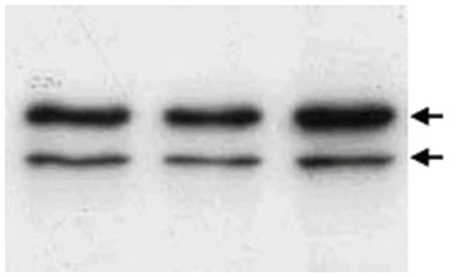LMNA, Mouse, Clone: JoL5, Abnova 2mL; Unlabeled:Antibodies, Monoclonal ...