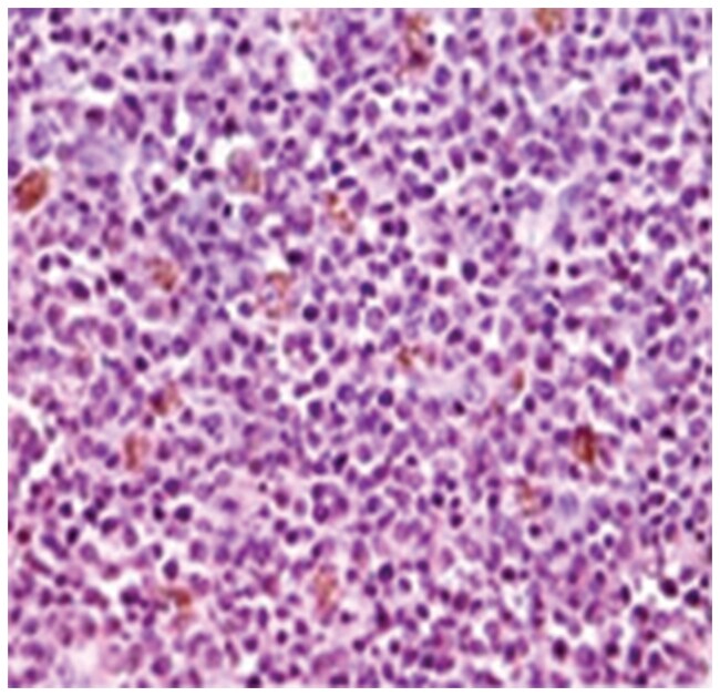 MCL1, Mouse, Clone: 8C6D4B1, Abnova 100μg; Unlabeled:Anticorps ...