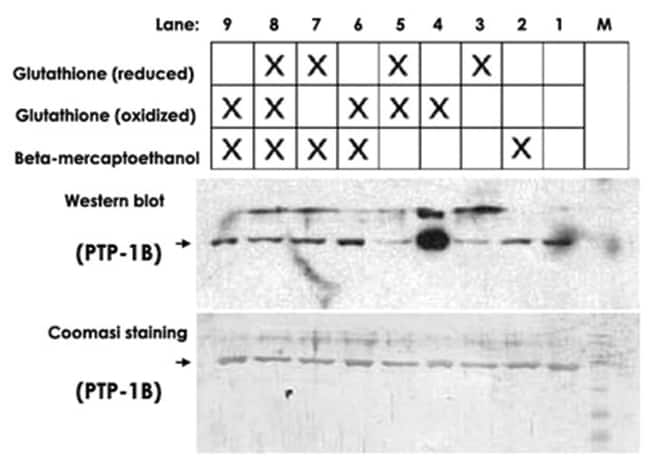 Glutathione, Mouse, Clone: L4H, Abnova 50μg; Unlabeled:Anticuerpos ...