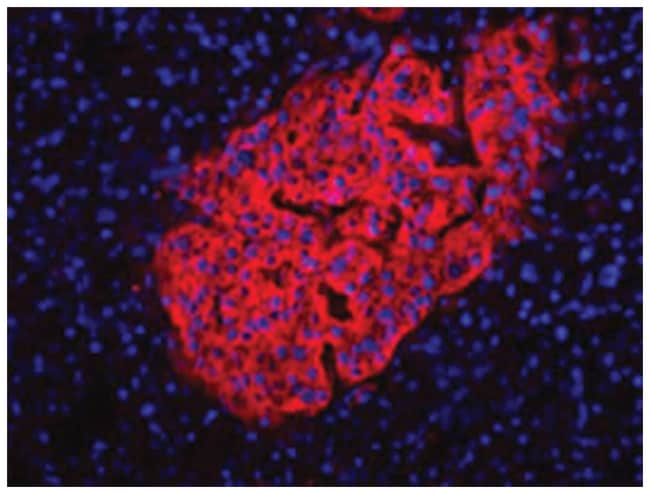 Endocrine cell marker, Mouse, Clone: HIC1-2B4.2B, Abnova™ 100μL ...