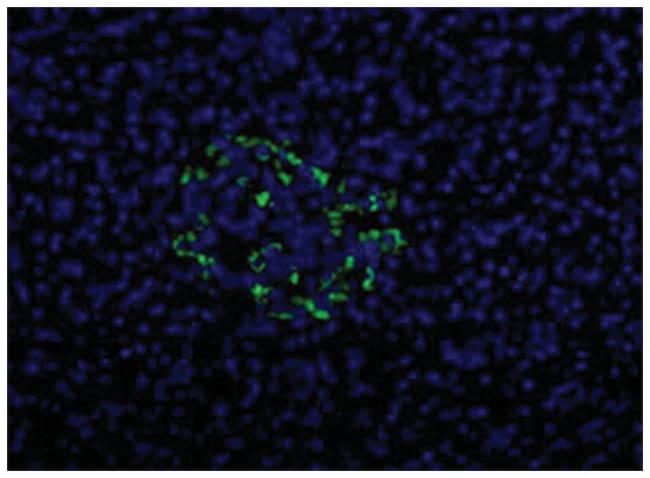 Pancreatic alpha cell marker, Mouse, Clone: DHIC2-2B4, Abnova™ 100μL ...