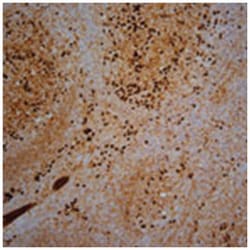 Lambda Light Chain, Mouse, Clone: SHL53., Abnova 3 x 1mL; Unlabeled ...