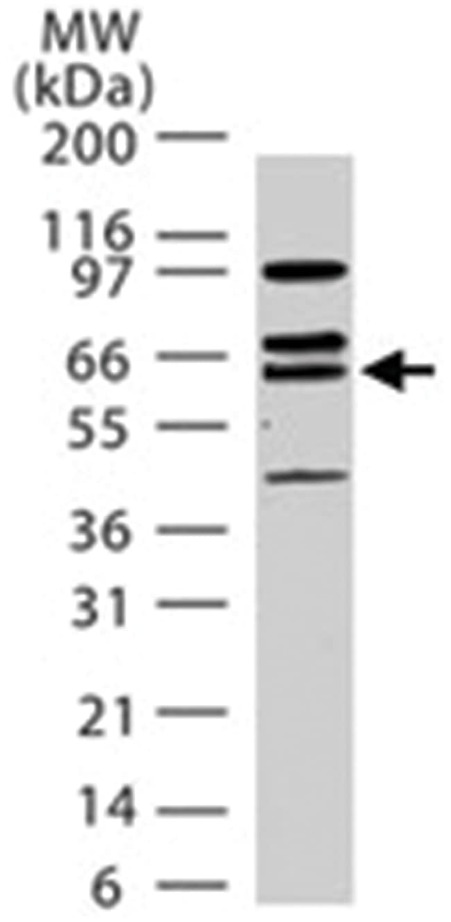 ANTI-LMNA ANTIBODY 200UL