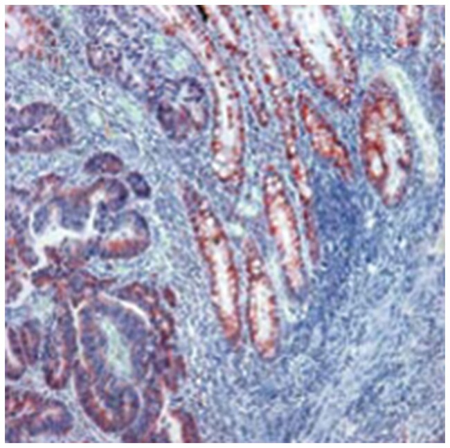 ANTI-APC ANTIBODY 100UL