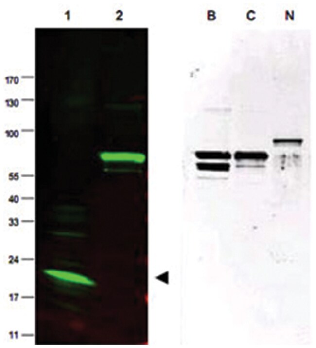 ANTI-SPANXC ANTIBODY 100UG