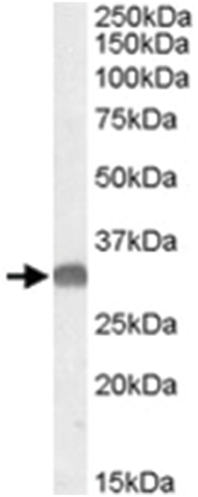 OTUB1, Goat, Polyclonal Antibody, Abnova 100μg; Unlabeled:Antibodies ...