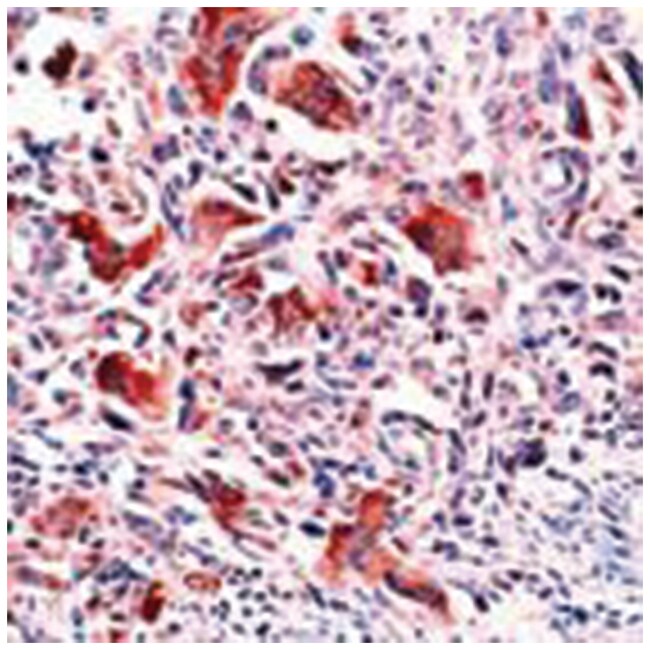 ANTI-SPP1 ANTIBODY 100UL