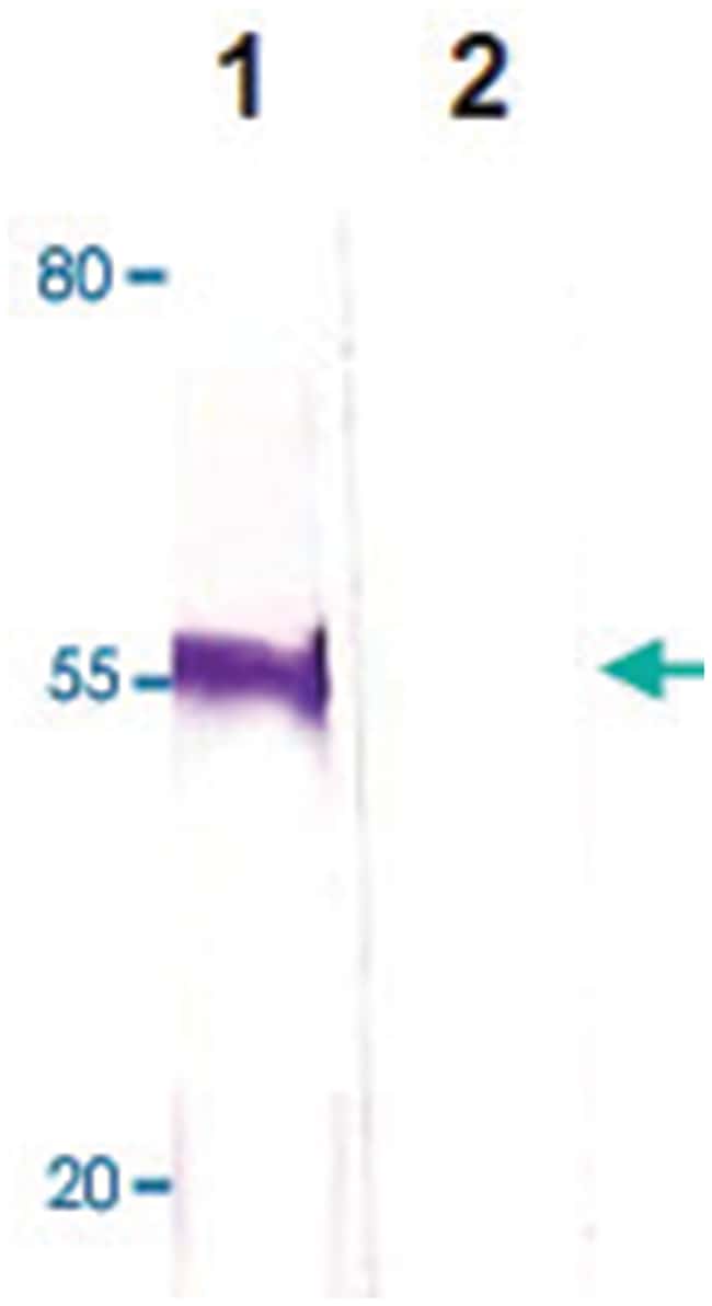 ANTI-FOXP3 ANTIBODY 100UG