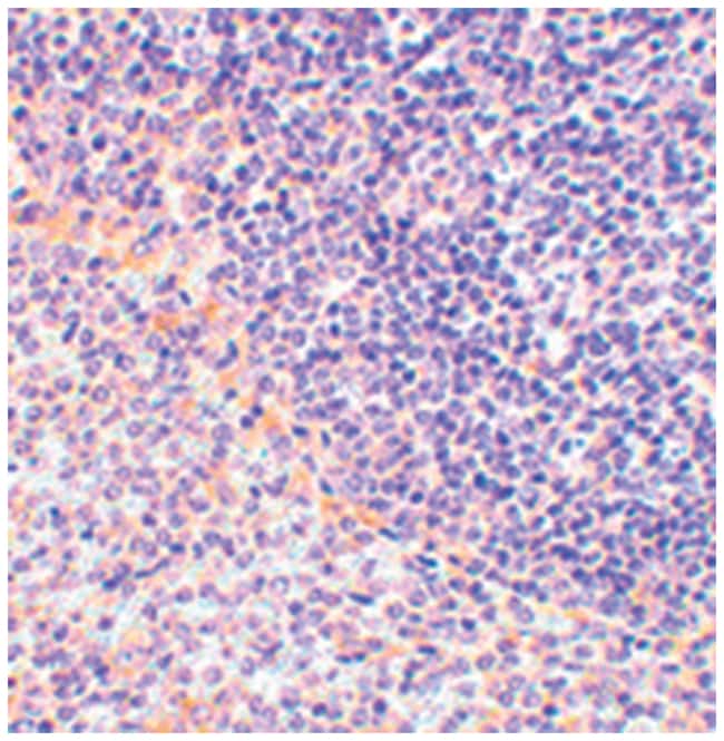 ANTI-FAF1 ANTIBODY 100UG