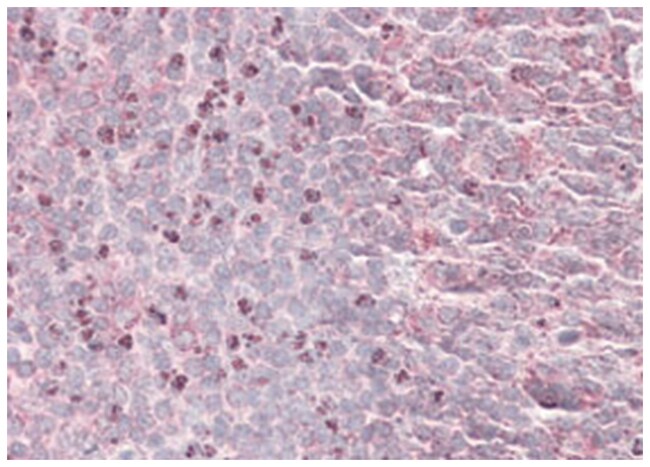 SEPT6, Goat, Polyclonal Antibody, Abnova 100μg; Unlabeled:Antibodies ...