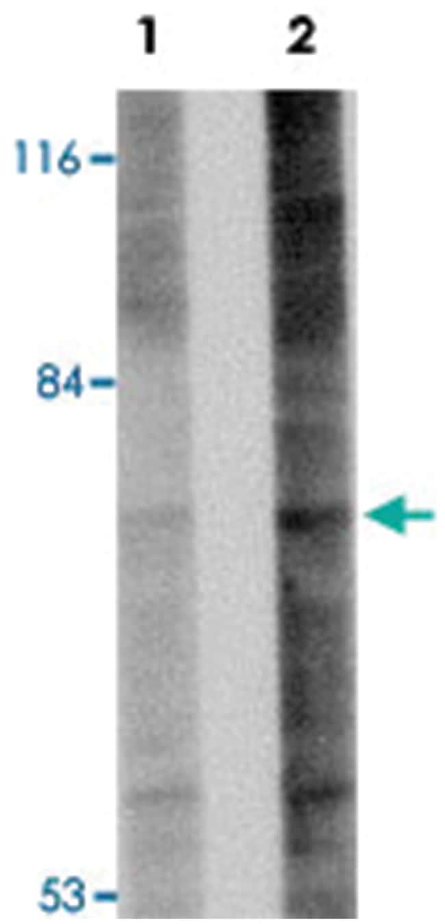 ANTI-GLE1 ANTIBODY 100UG