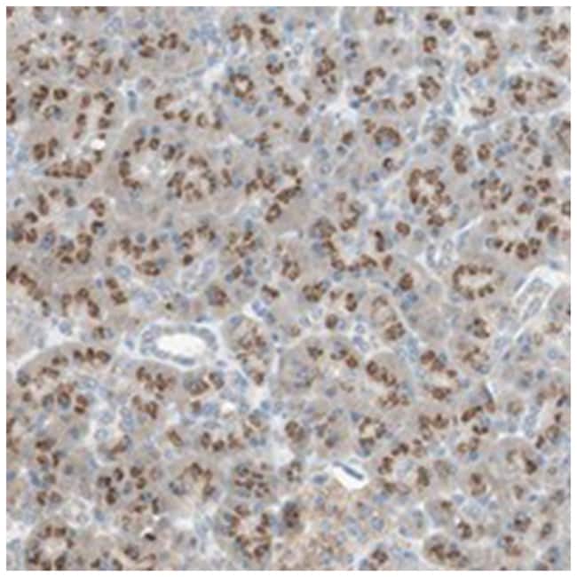 ANTI-SEC16A ANTIBODY 100UL