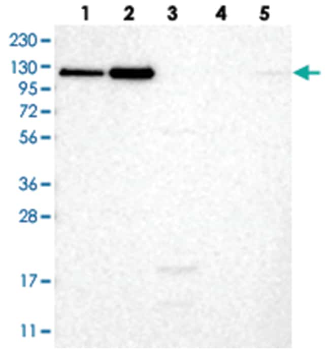 ANTI-NEO1 ANTIBODY 100UL