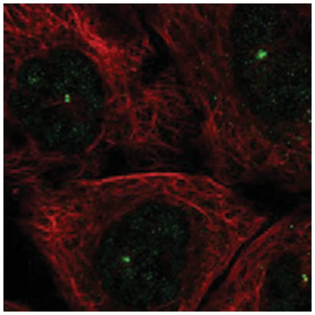 ANTI-PAN3 ANTIBODY 100UL