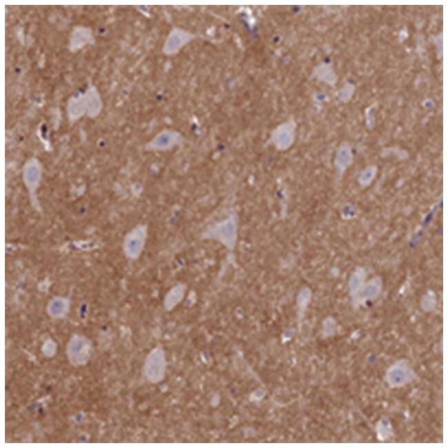 ANTI-CNTN1 ANTIBODY 100UL