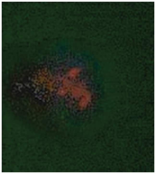 5-Methyl Cytosine, Sheep, Polyclonal Antibody, Abnova™ 250μg; Unlabeled ...