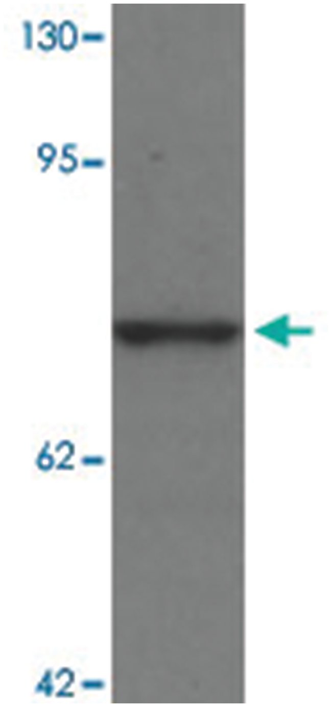 ANTI-PALM3 ANTIBODY 100UG