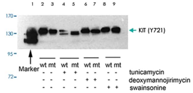 ANTI-KIT ANTIBODY 100UG